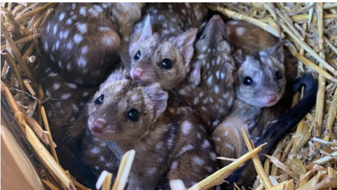 They stumbled on a nest of bizarre, spiky creatures—one closer look ...